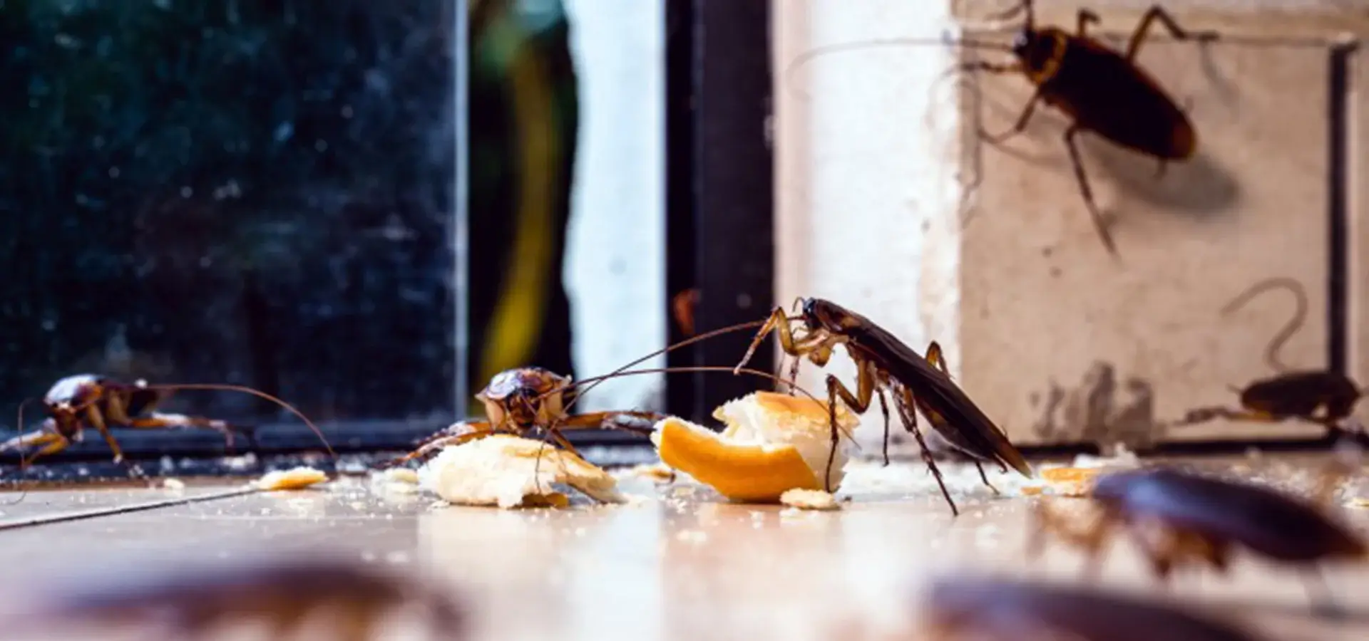 Identification des différents insectes nuisibles - TTBR